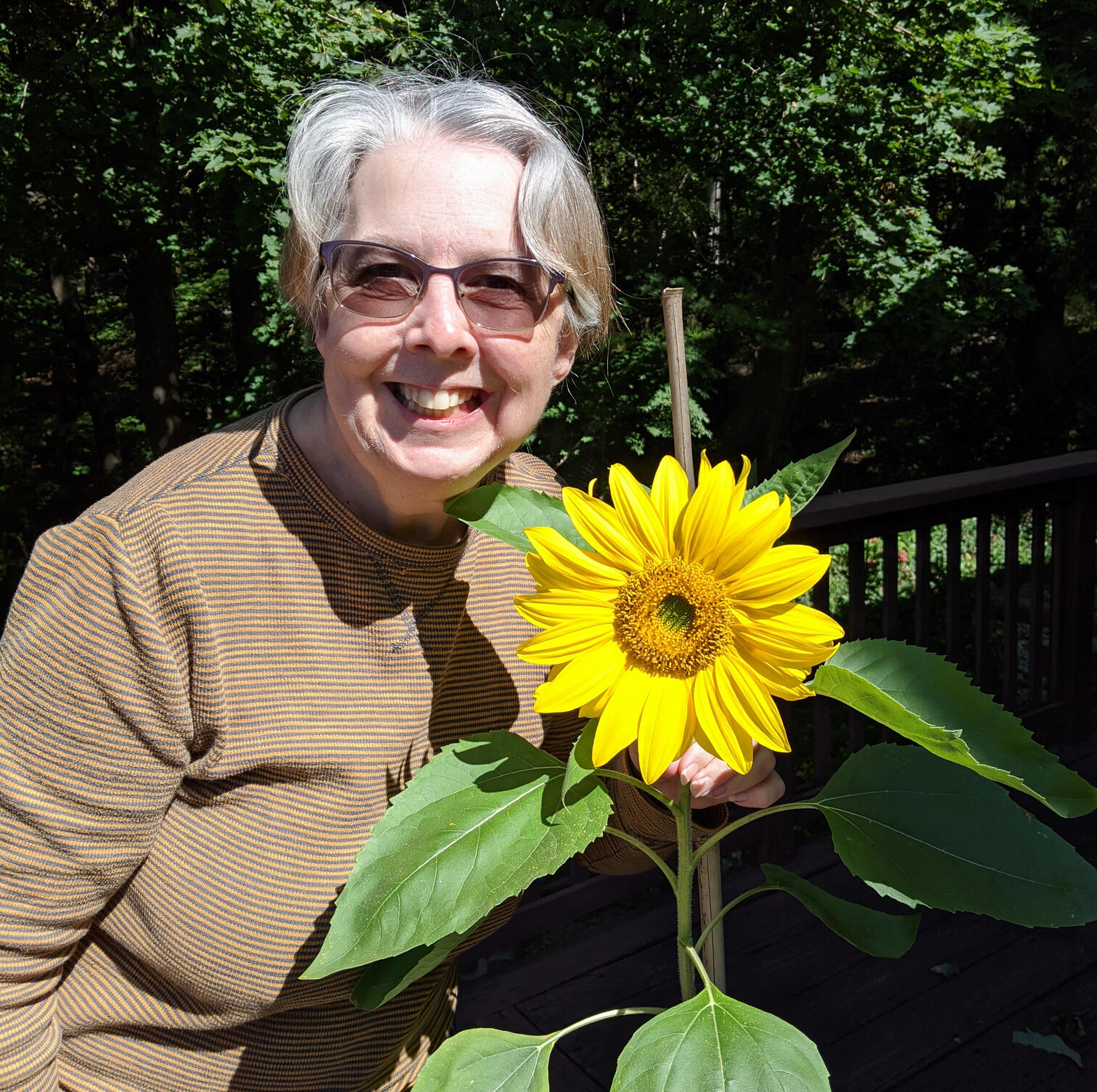 Sunflower Sunflower